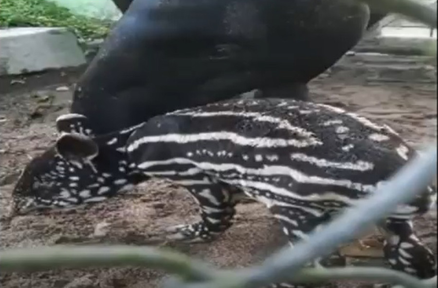 Bayi Tapir Lucu Penghuni Baru Kebun Binatang Taman Rimba